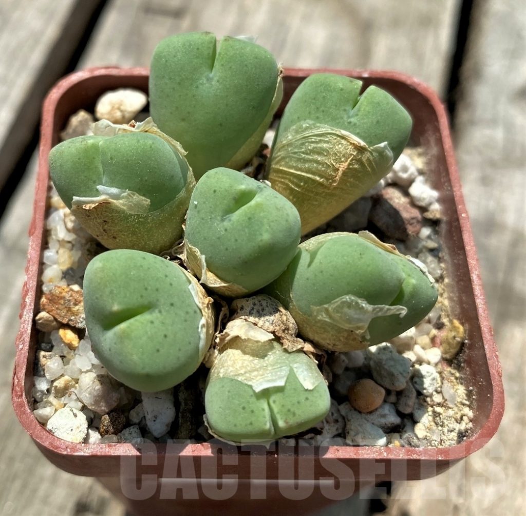 SHPR11303 Conophytum quaesitum Rooilepel – Cactus-online