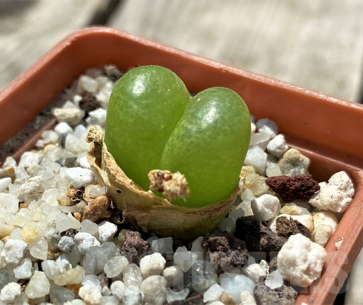 SHPR11304 Conophytum maughanii ssp. armeniacum - Cactus-online