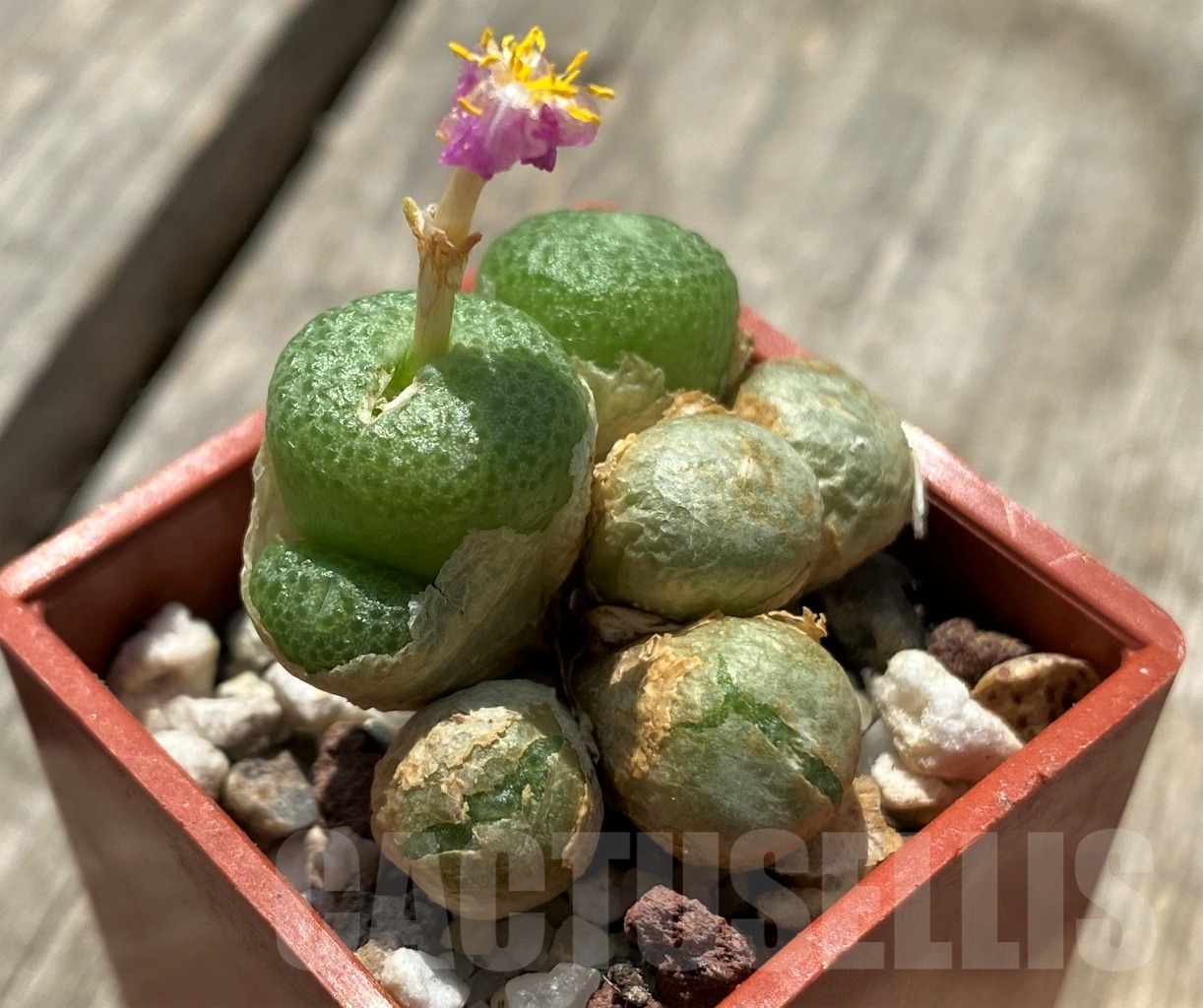 SHPR11307 Conophytum fulleri Matthew se Gat - Кактус онлайн