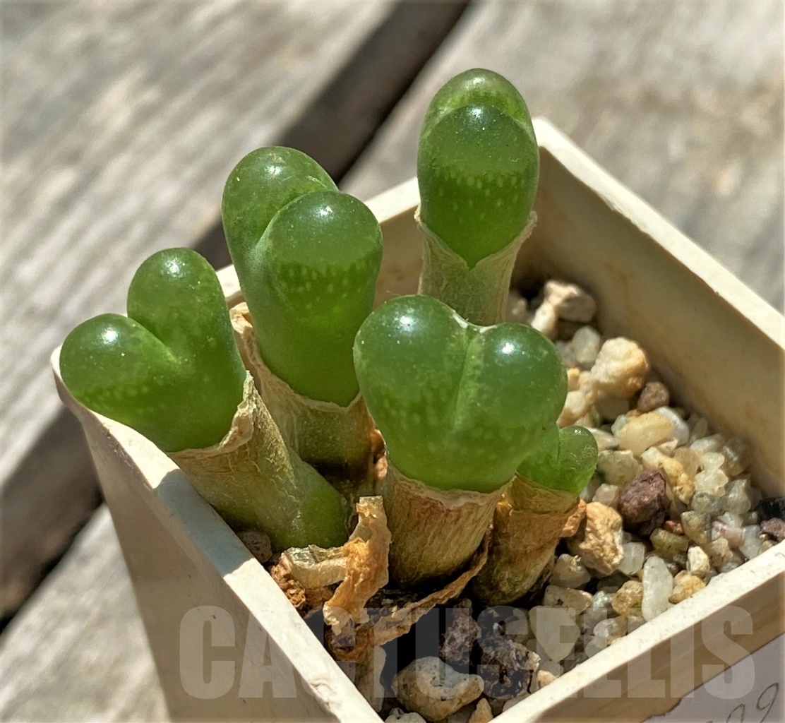 SHPR11309 Conophytum limpidum – Cactus-online
