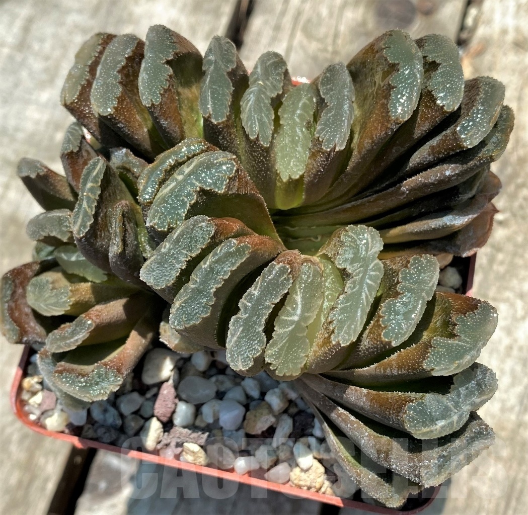SHPR11326 Haworthia truncata hybrid – Cactus-online