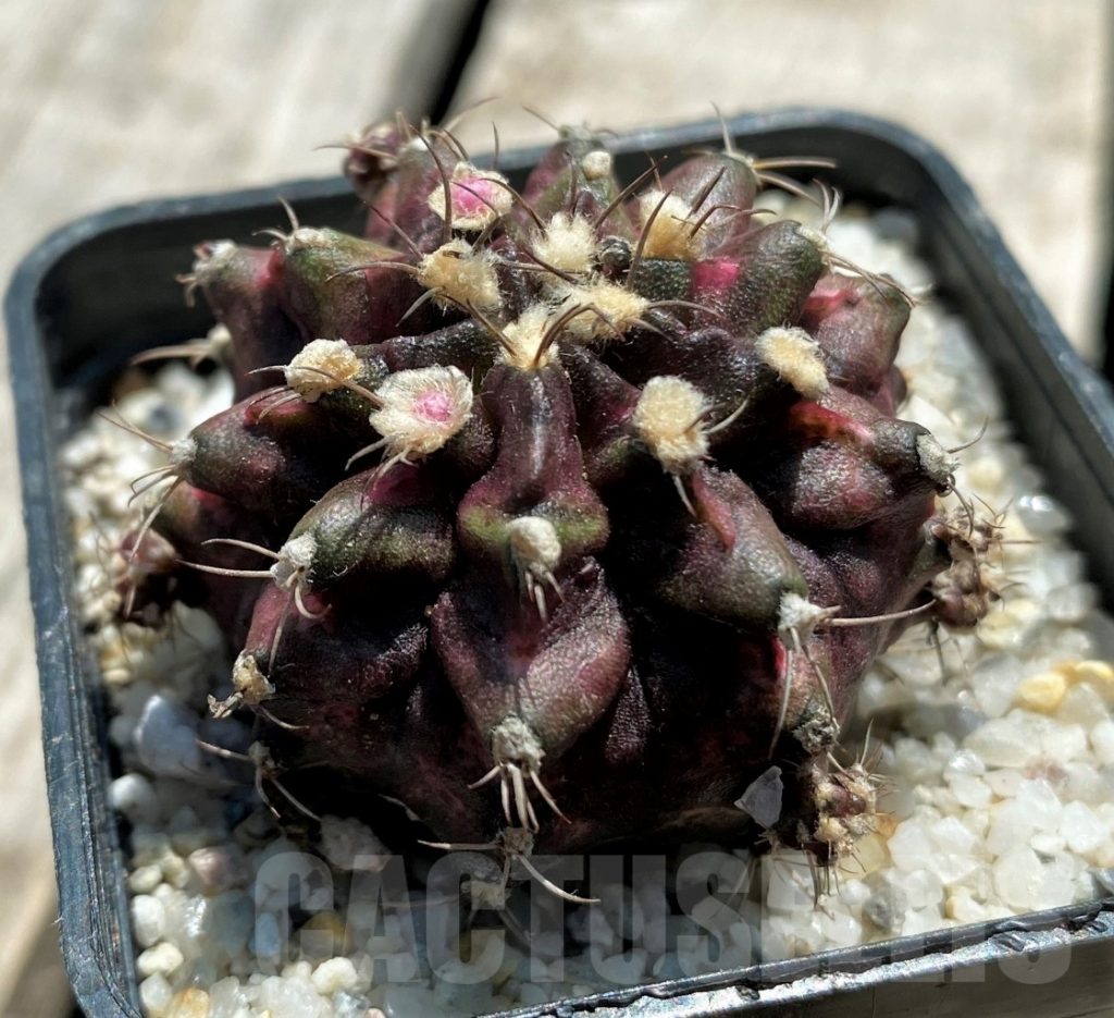 SHPR11371 Gymnocalycium mihanovichii ‘T-rex’ – Cactus-online