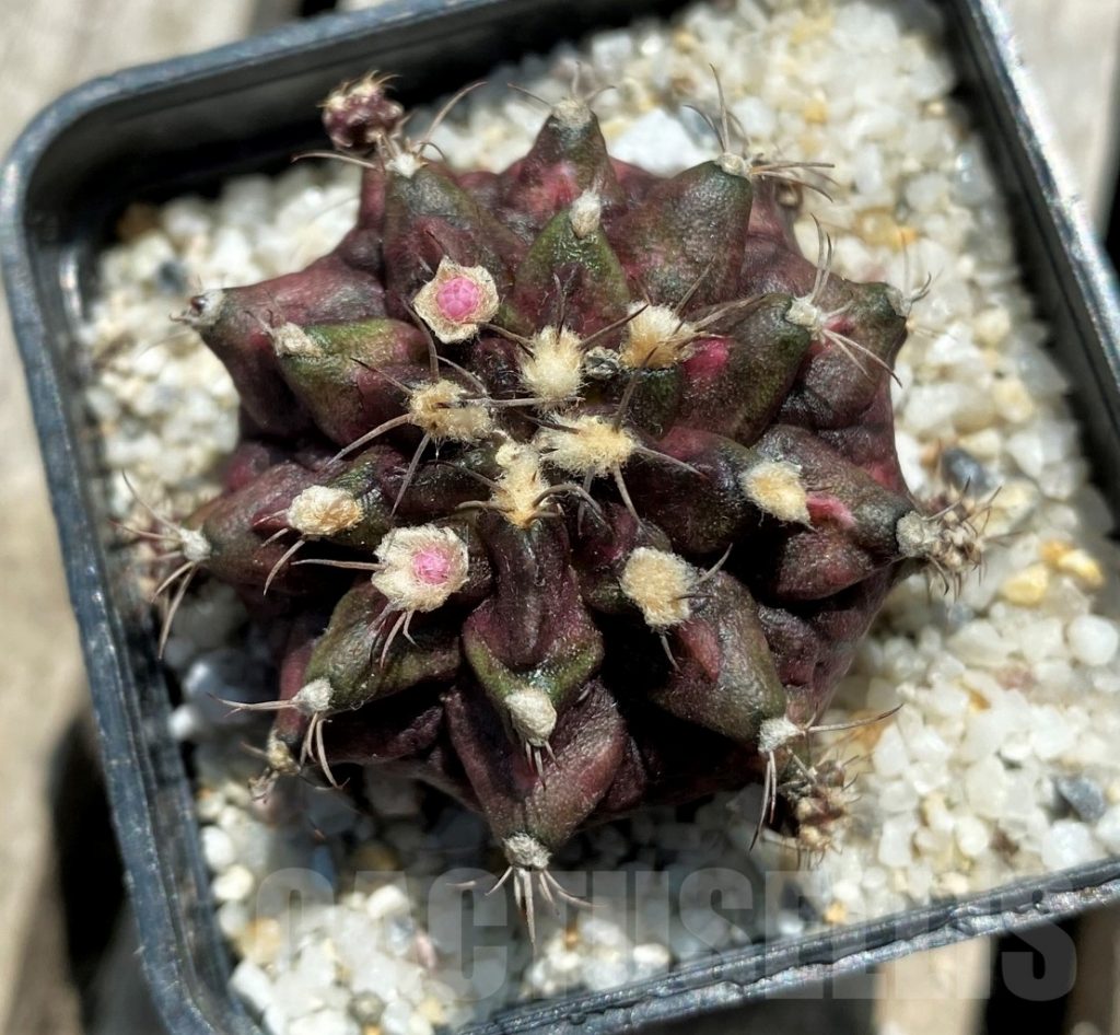 SHPR11371 Gymnocalycium mihanovichii ‘T-rex’ – Cactus-online