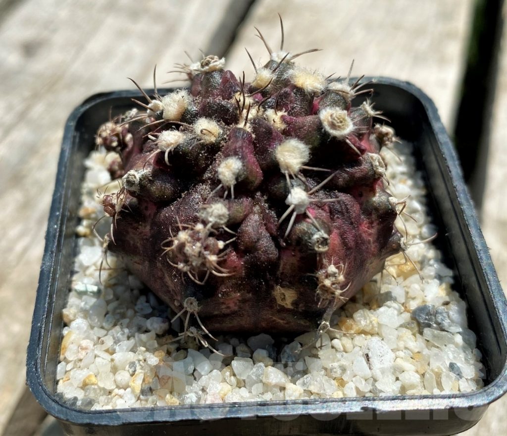 SHPR11373 Gymnocalycium mihanovichii ‘T-rex’ – Cactus-online