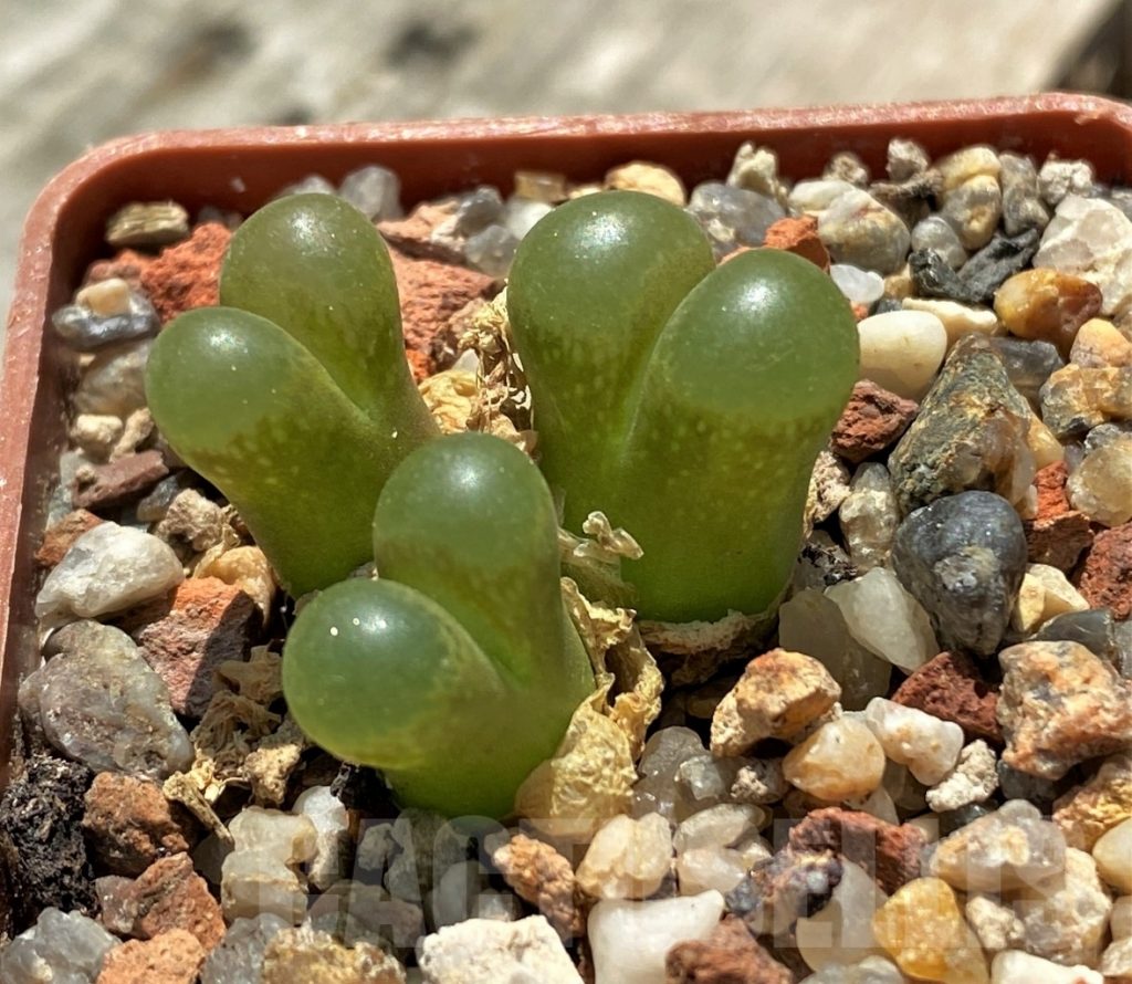 SHPR11389 Conophytum praesectum – Cactus-online