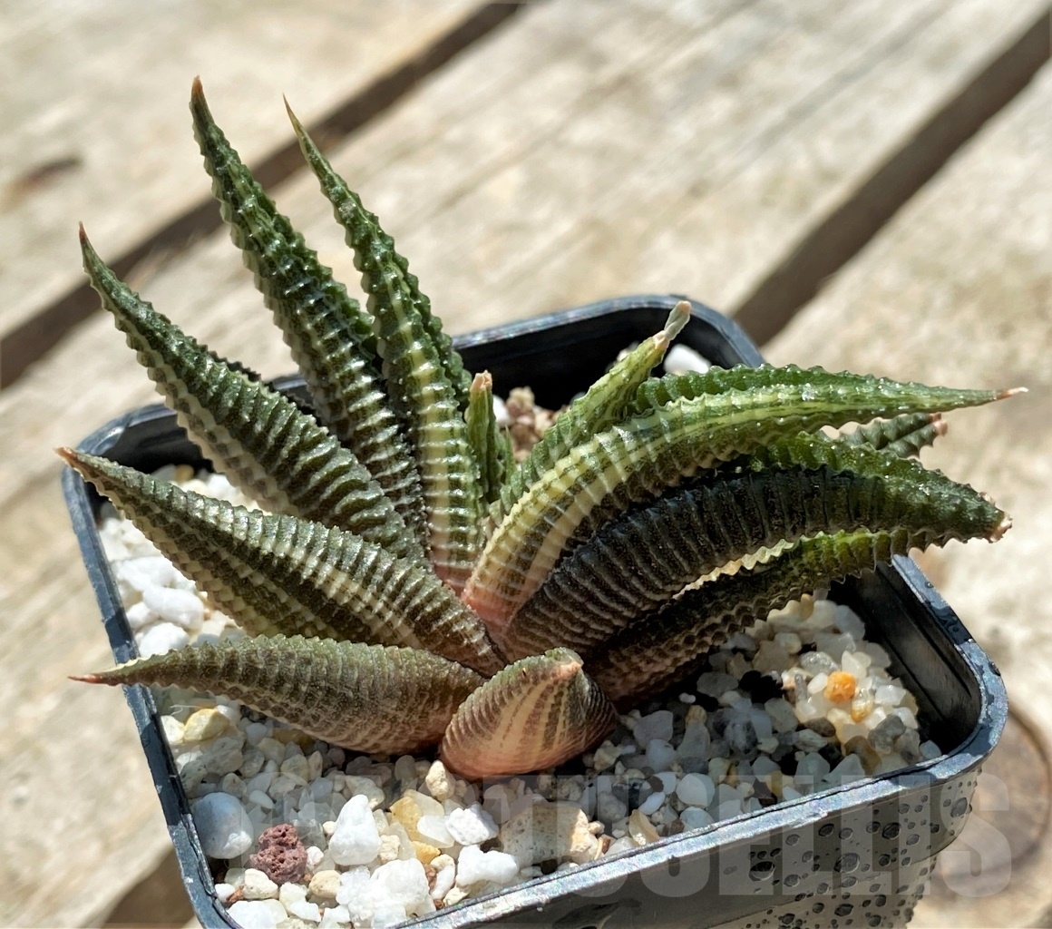 SHPR11397 Haworthia limifolia variegata – Cactus-online