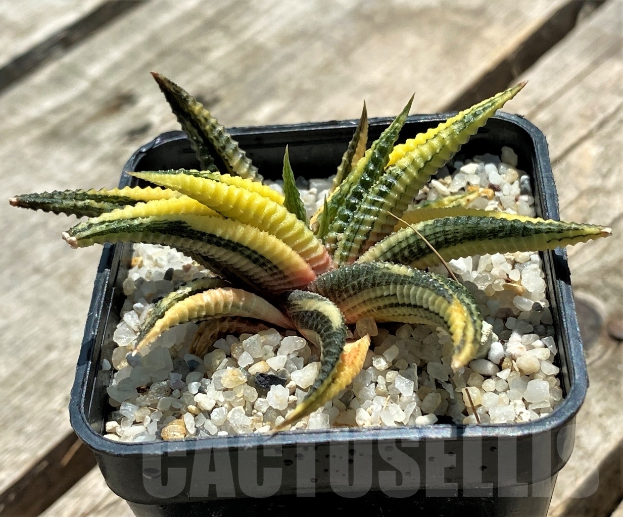 SHPR11398 Haworthia limifolia variegata - Кактус онлайн