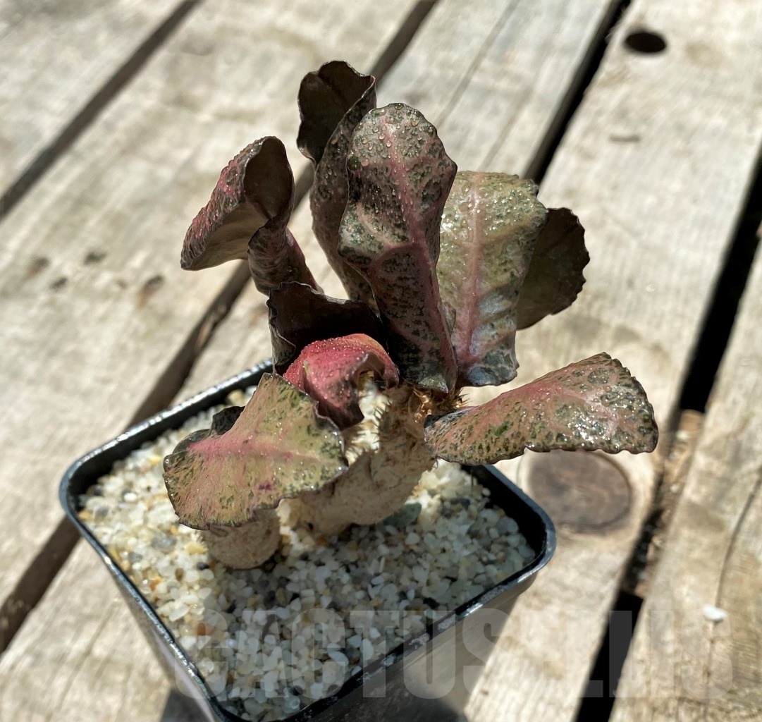 SHPR11454 Euphorbia francoisii hybrid – Cactus-online