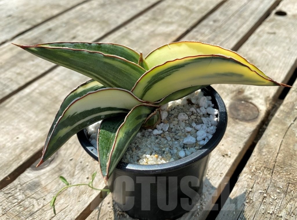 SHPR11522 Sansevieria robusta ‘White variegata’ – Cactus-online