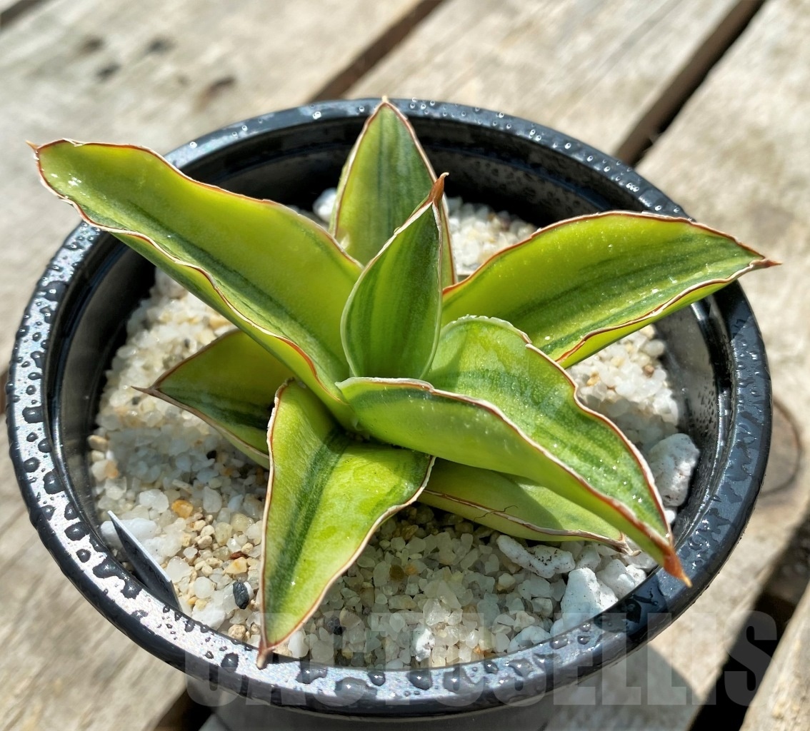 SHPR11528 Sansevieria Lavranos f. variegata - Cactus-online