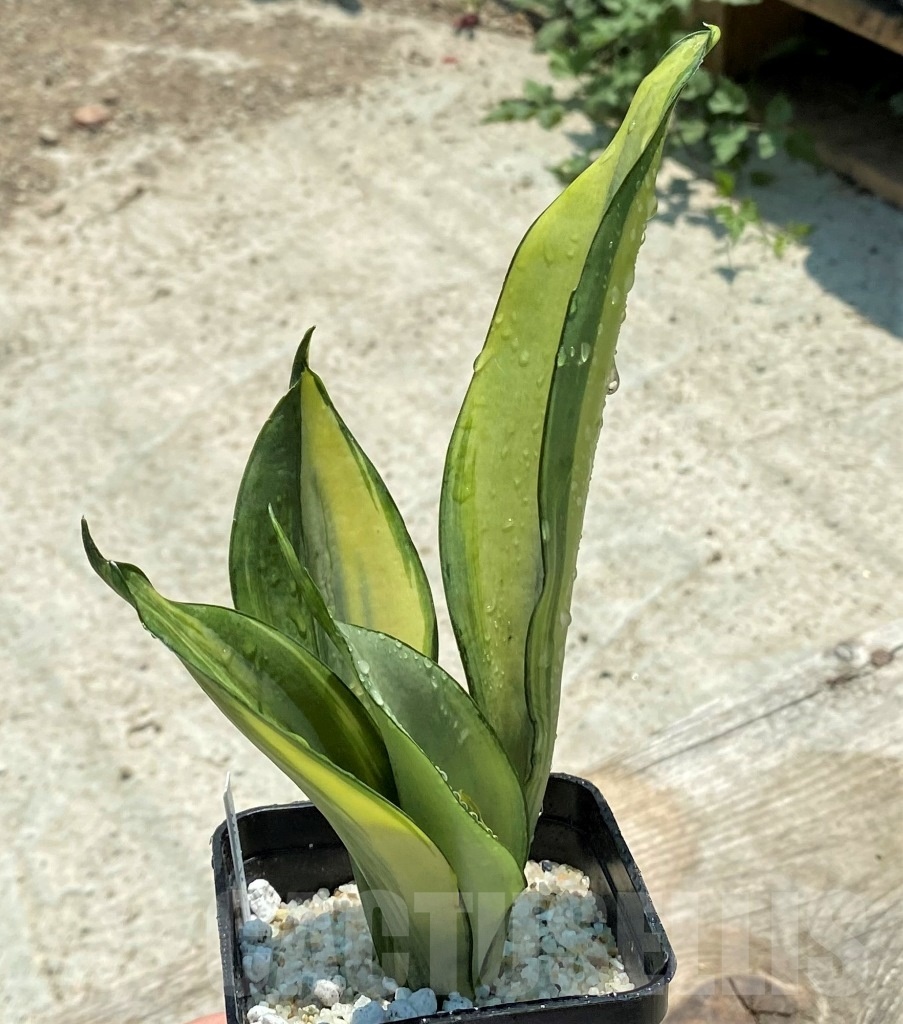 SHPR11536 Sansevieria trifasciata `Moonshine` f. variegata – Cactus-online
