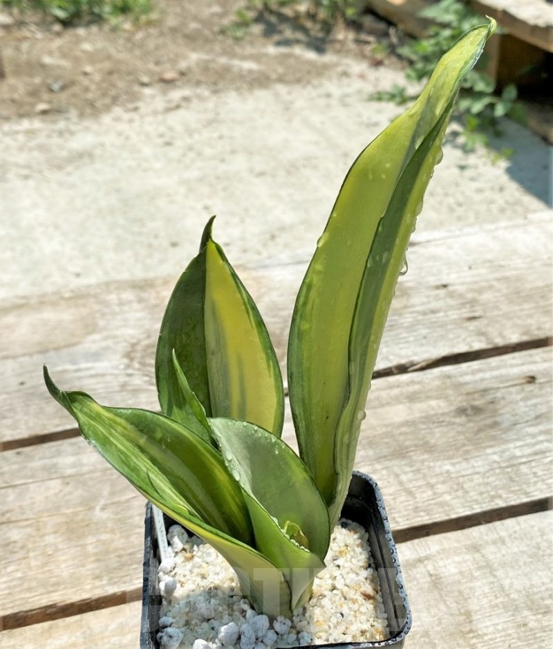 SHPR11536 Sansevieria trifasciata `Moonshine` f. variegata – Cactus-online