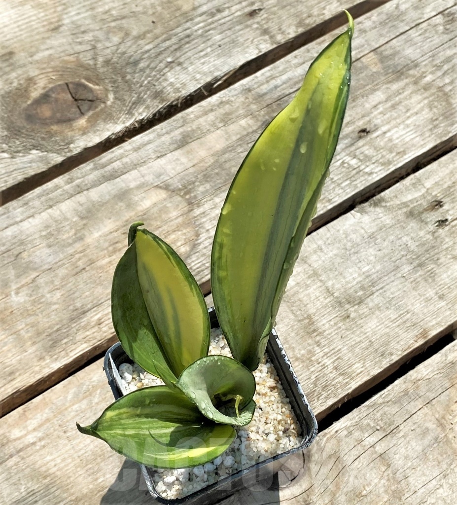SHPR11536 Sansevieria trifasciata `Moonshine` f. variegata – Кактус онлайн