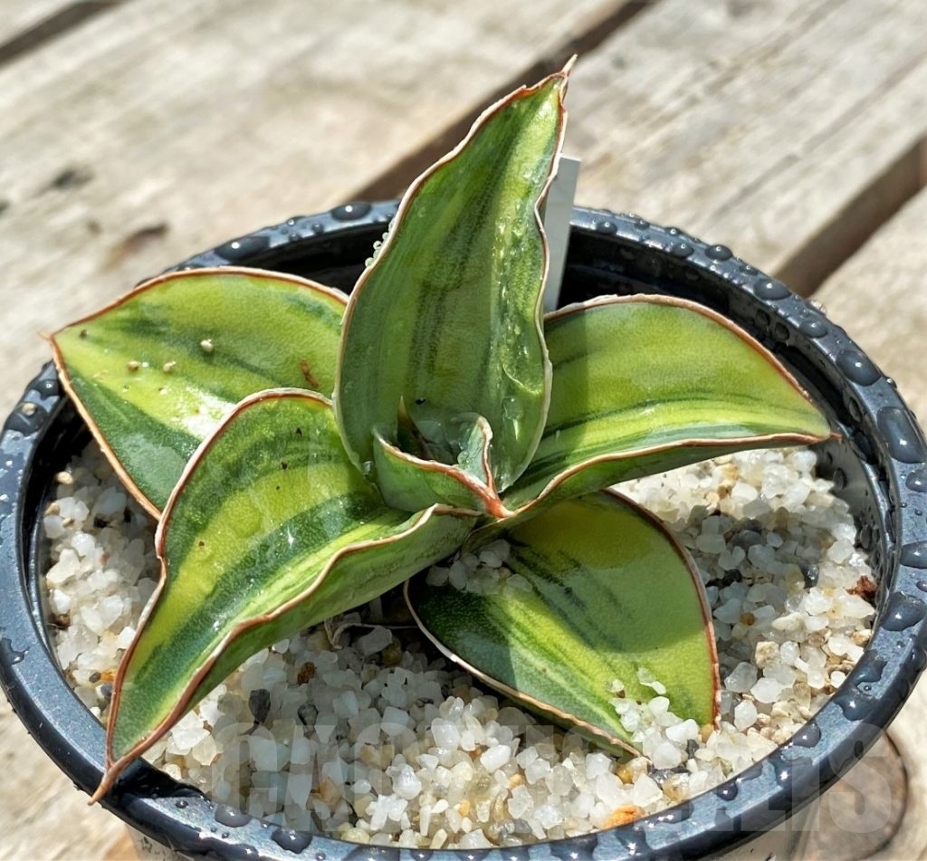 SHPR11537 Sansevieria Lavranos f. variegata – Cactus-online