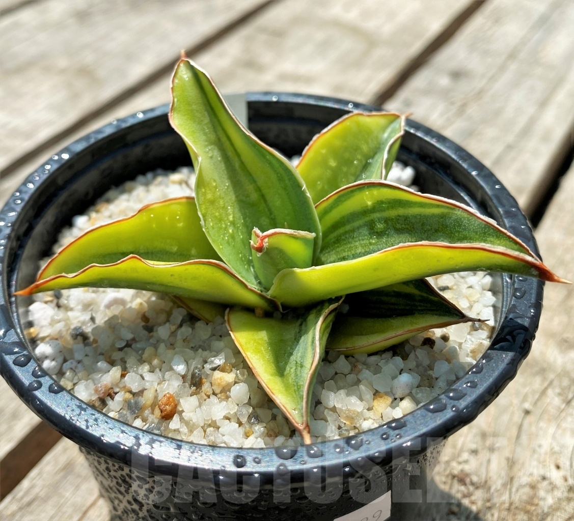 SHPR11539 Sansevieria Lavranos f. variegata – Cactus-online
