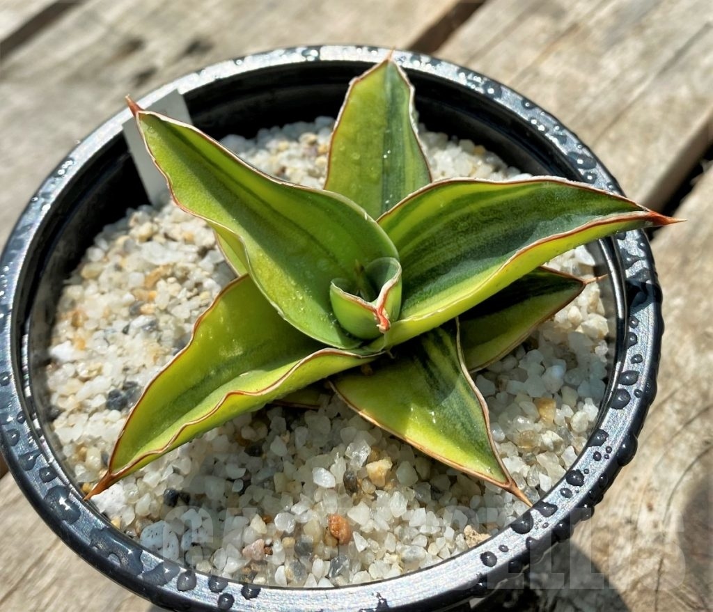 SHPR11539 Sansevieria Lavranos f. variegata – Cactus-online