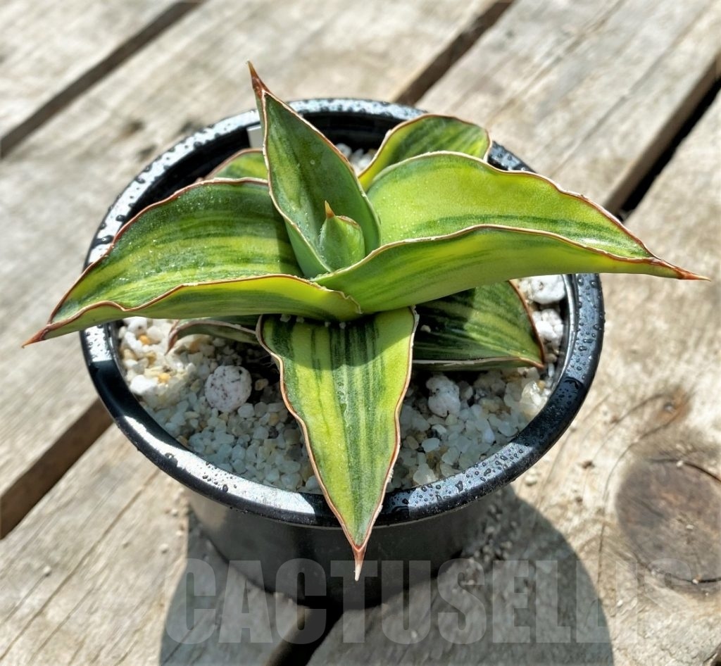 SHPR11540 Sansevieria Lavranos f. variegata – Cactus-online