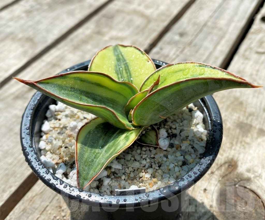 SHPR11541 Sansevieria Lavranos f. variegata – Cactus-online