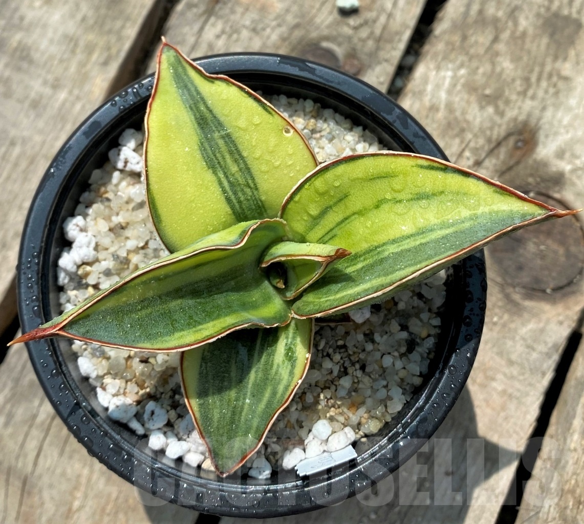 SHPR11541 Sansevieria Lavranos f. variegata – Cactus-online