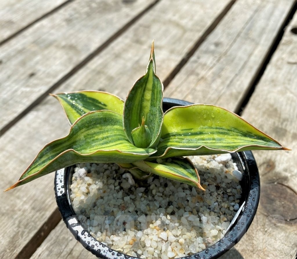 SHPR11542 Sansevieria Lavranos f. variegata – Кактус онлайн