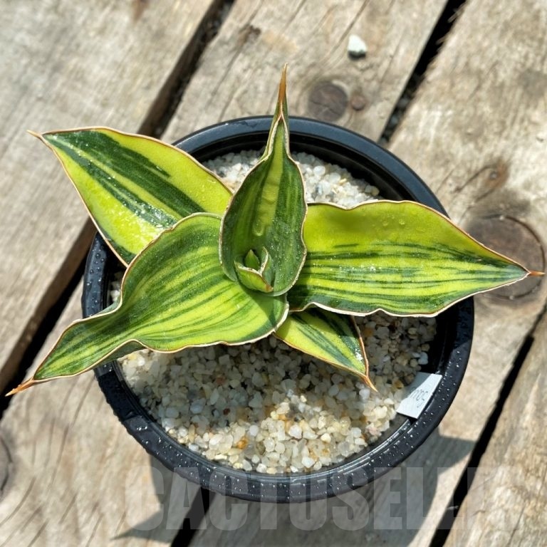 SHPR11542 Sansevieria Lavranos f. variegata – Кактус онлайн