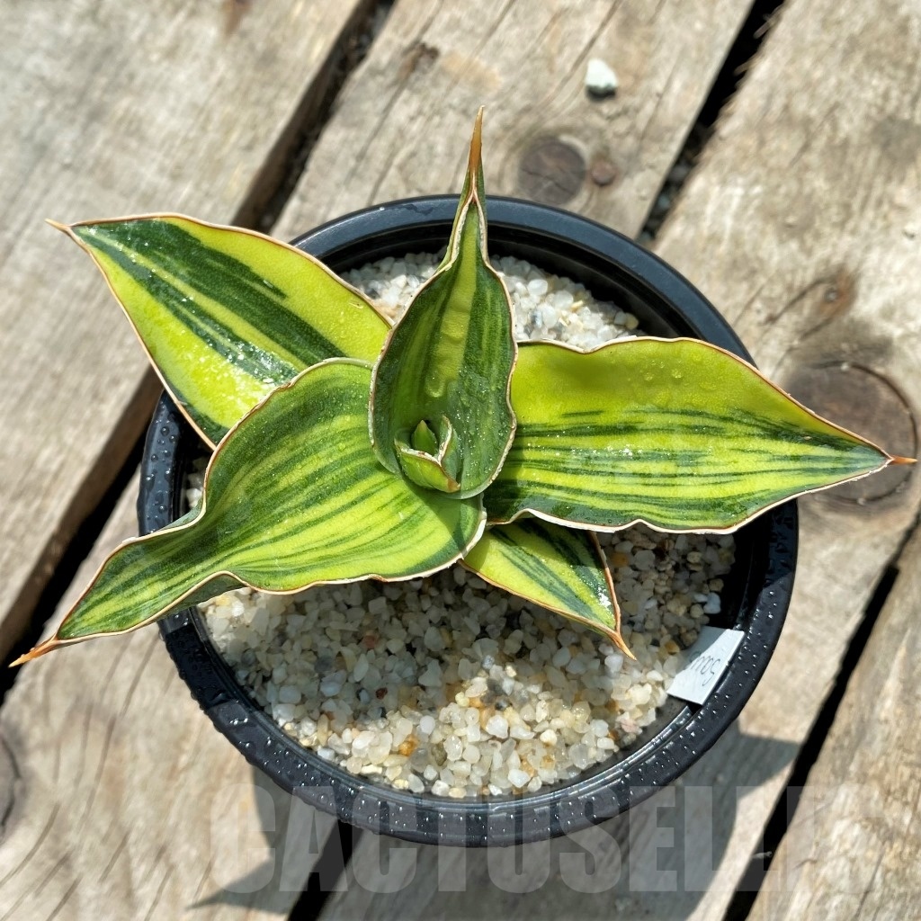 SHPR11542 Sansevieria Lavranos f. variegata – Кактус онлайн