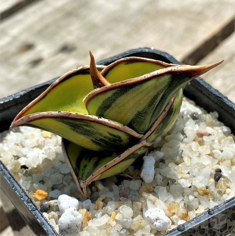 SHPR11553 Sansevieria Rorida variegata – Cactus-online