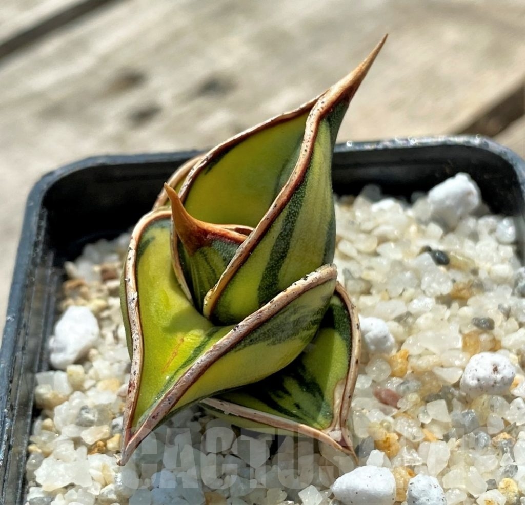 SHPR11553 Sansevieria Rorida variegata – Cactus-online