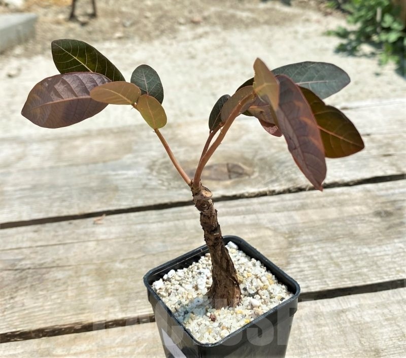 SHPR11578 Phyllanthus mirabilis – Cactus-online