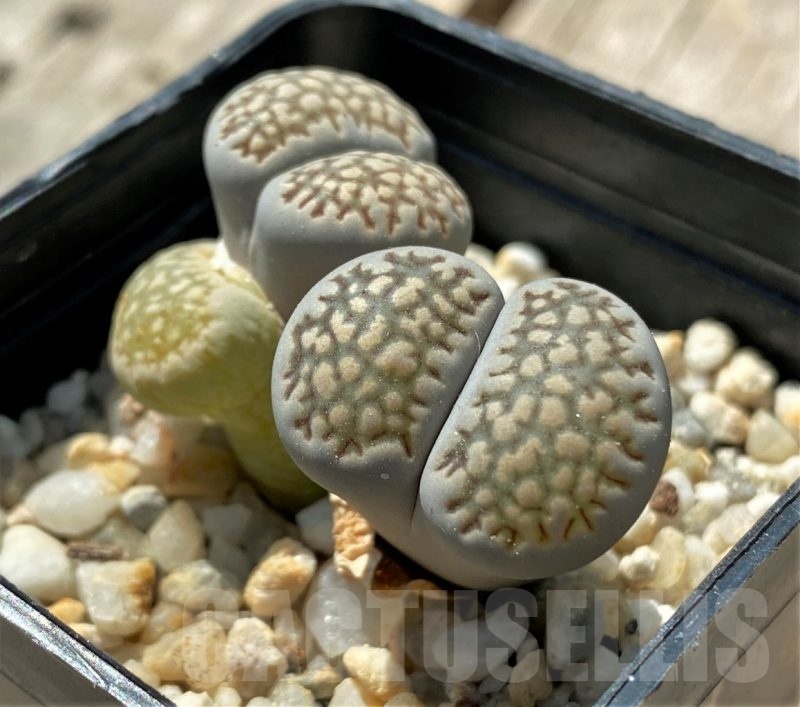 SHPR11679 Lithops hallii – Cactus-online