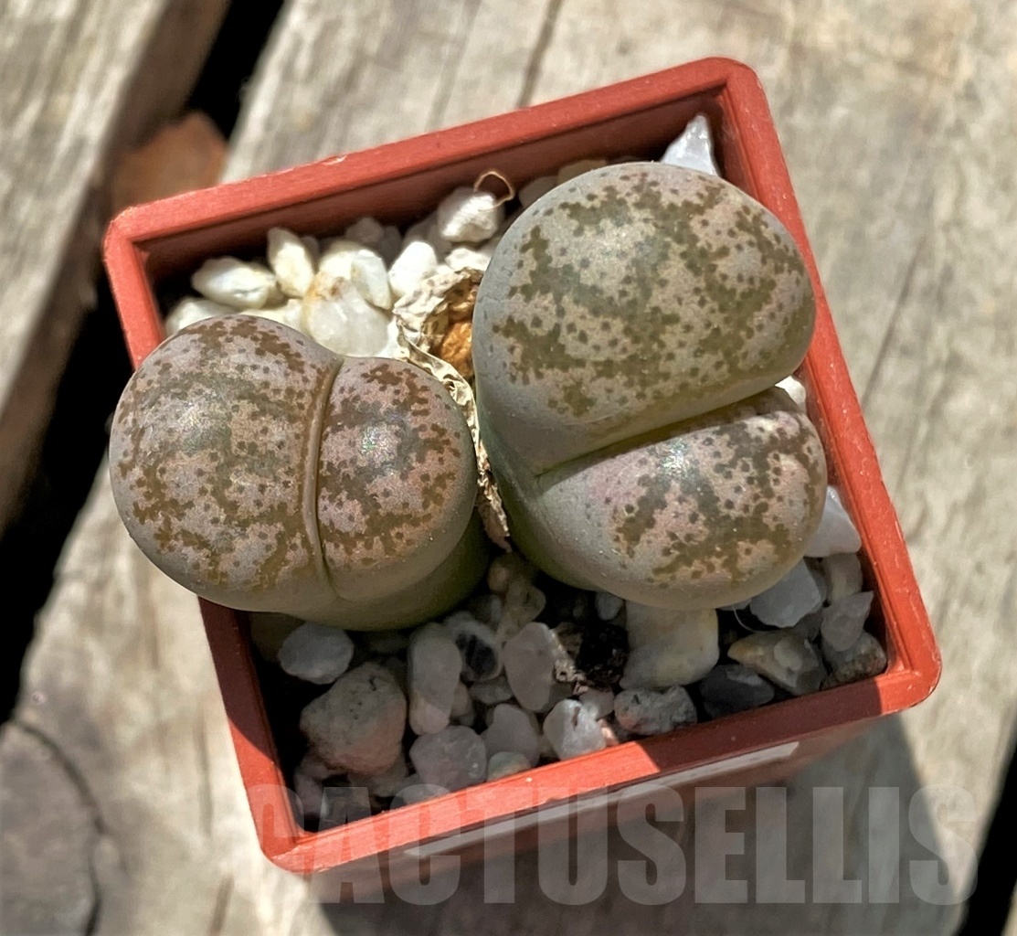 SHPR11701 Lithops coleorum C 396 – Cactus-online