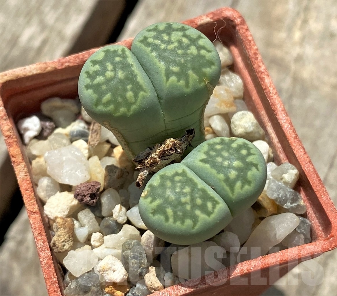 SHPR11704 Lithops julii ssp. fulleri v. fulleri ‘Fullergreen’ – Cactus ...