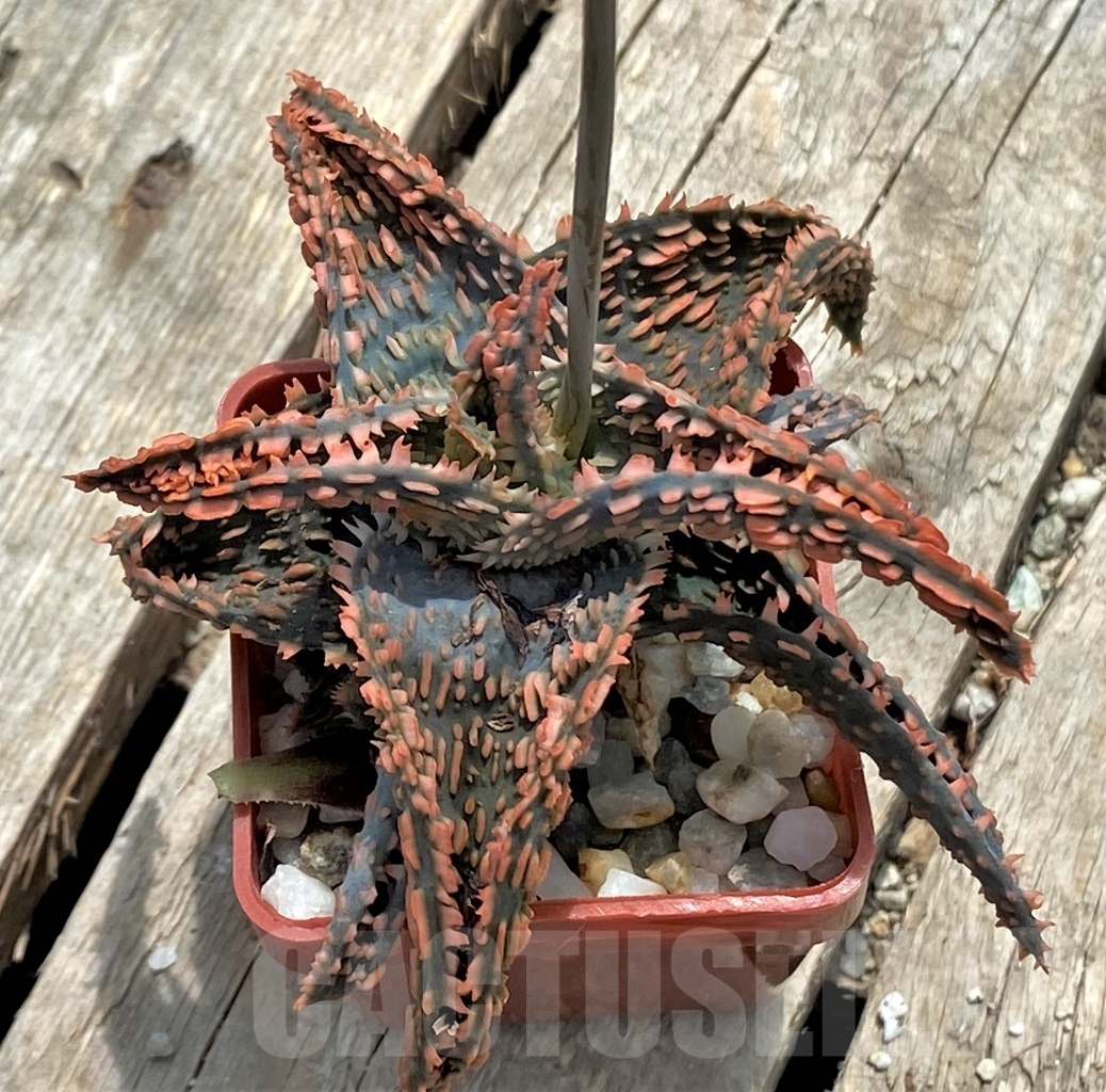 SHPR11707 Aloe hybrid - Кактус онлайн