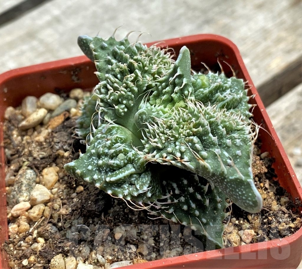 SHPR11714 Faucaria tuberculosa 'Aranami' x 'Dragon' - Cactus-online