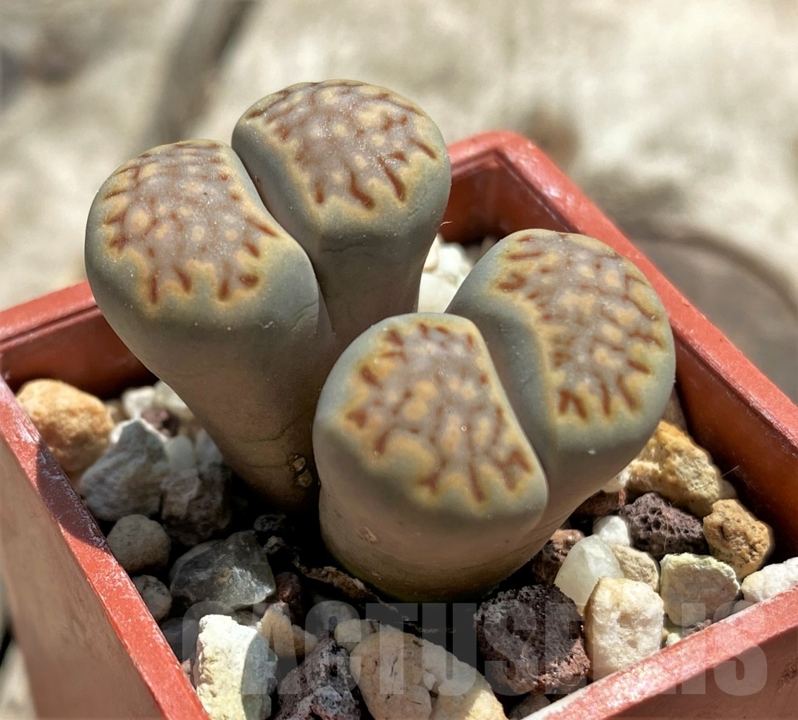 SHPR11755 Lithops julii v. fulleri x julii 'Bacchus' - Кактус онлайн