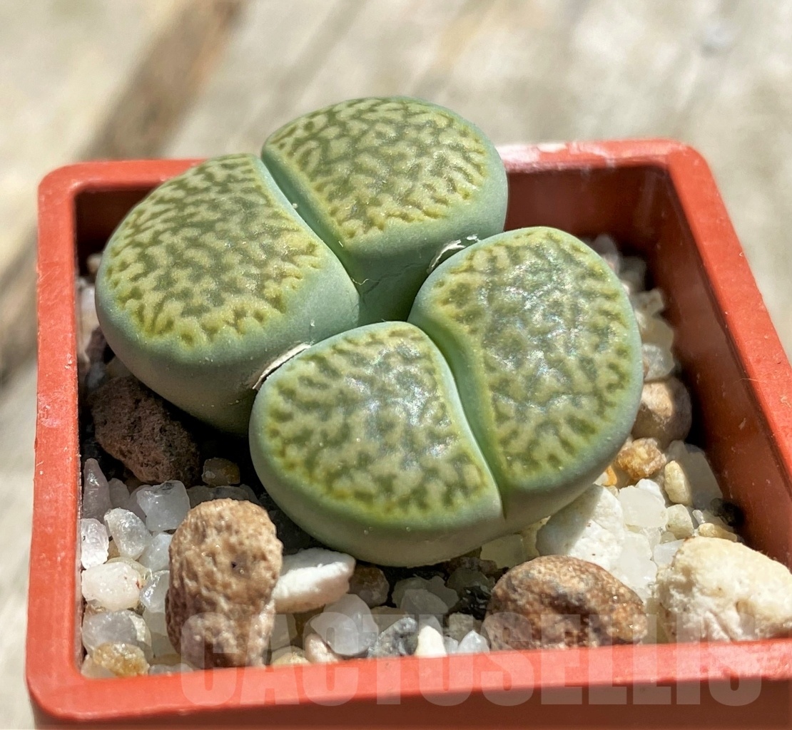 SHPR11776 Lithops hookeri v. dabneri 'Annarosa' - Кактус онлайн