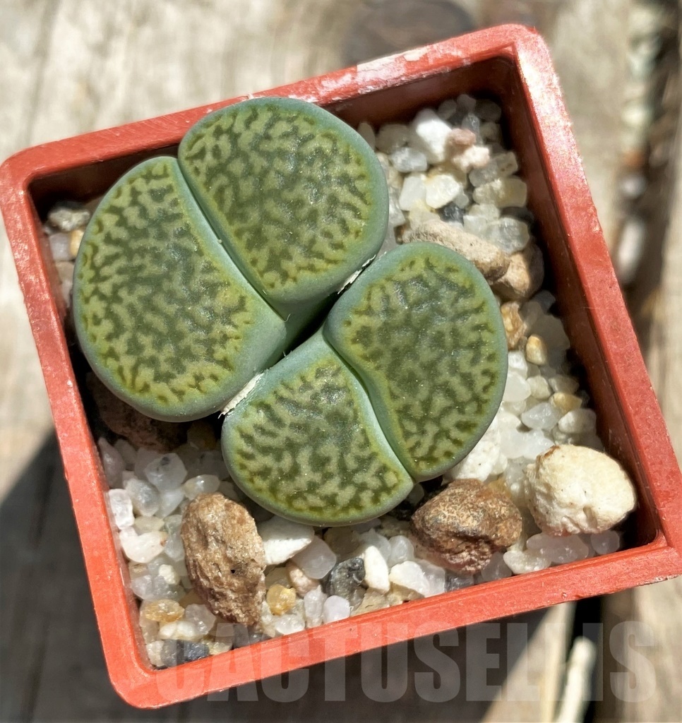 SHPR11776 Lithops hookeri v. dabneri 'Annarosa' - Кактус онлайн