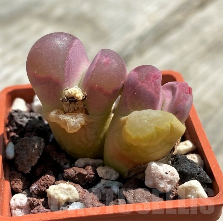 SHPR11780 Lithops optica ‘Rubra’ – Кактус онлайн