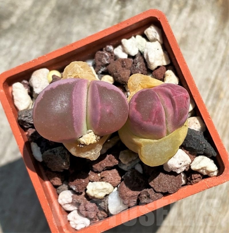 SHPR11780 Lithops optica ‘Rubra’ – Кактус онлайн