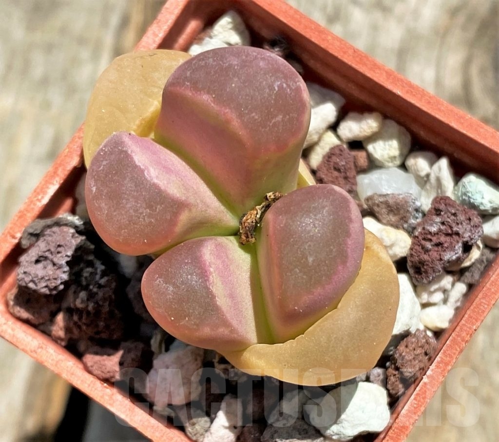 SHPR11781 Lithops optica ‘Rubra’ – Cactus-online
