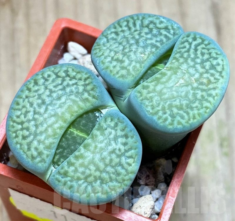 SHPR11776 Lithops hookeri v. dabneri ‘Annarosa’ – Cactus-online