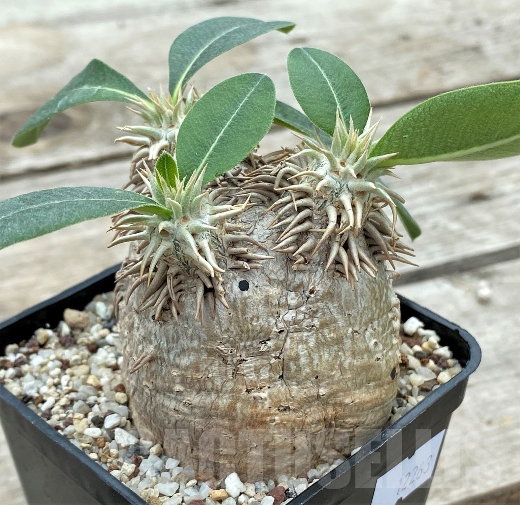 SHPR12263 Pachypodium eburneum -Madagascar- – Cactus-online