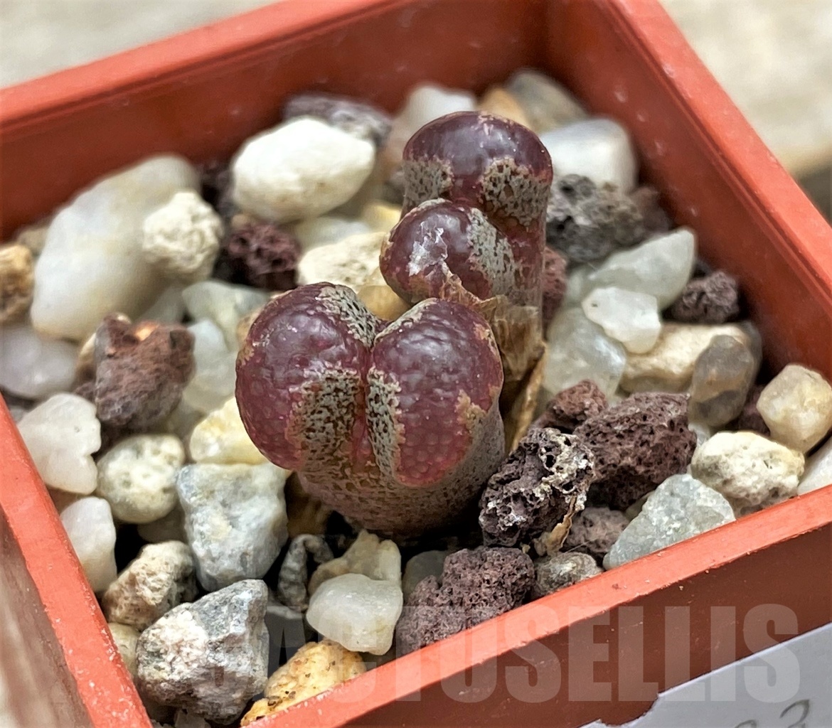 SHPR12283 Conophytum pellucidum – Cactus-online