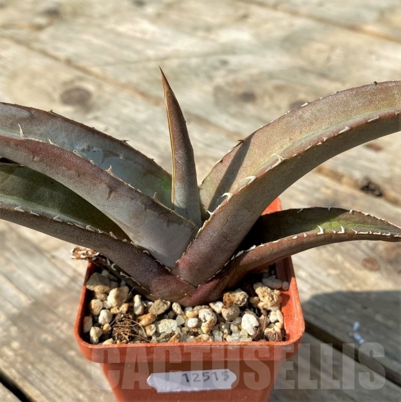 SHPR12515 Agave andreae – Cactus-online