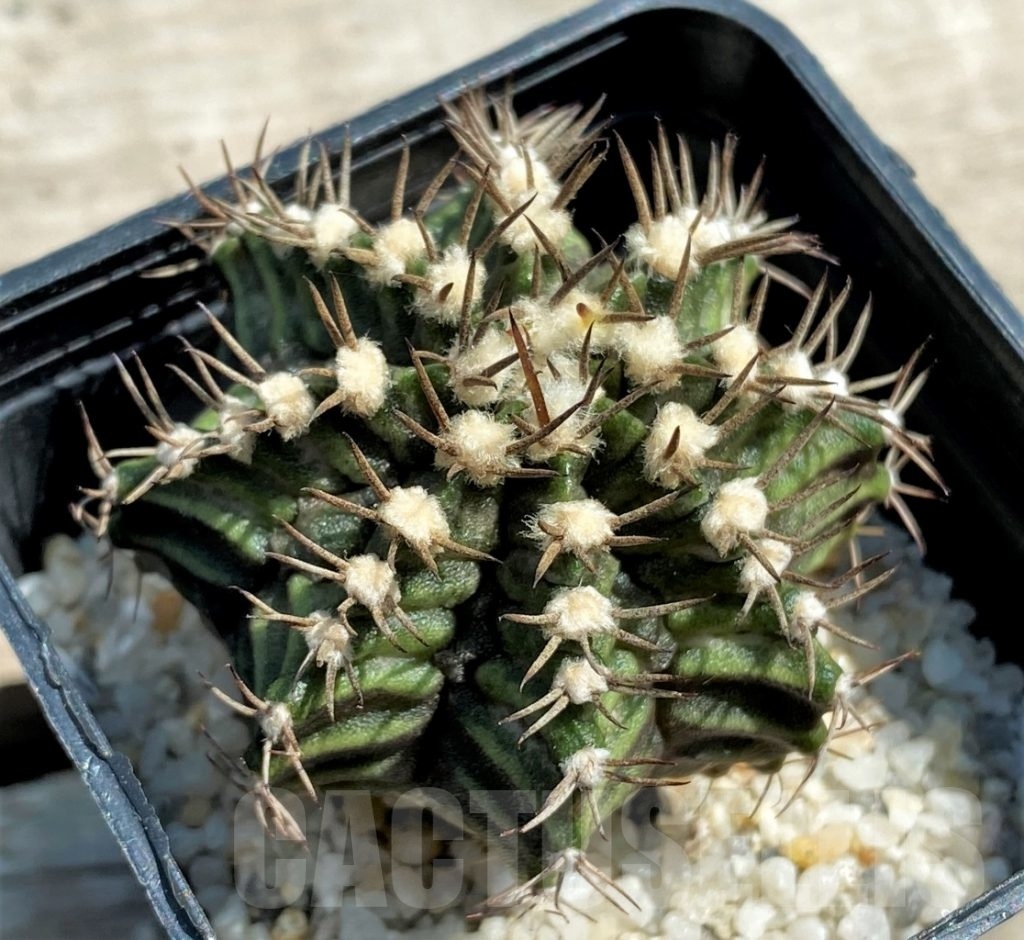 SHPR12568 Gymnocalycium mihanovichii ‘T-rex’ – Cactus-online
