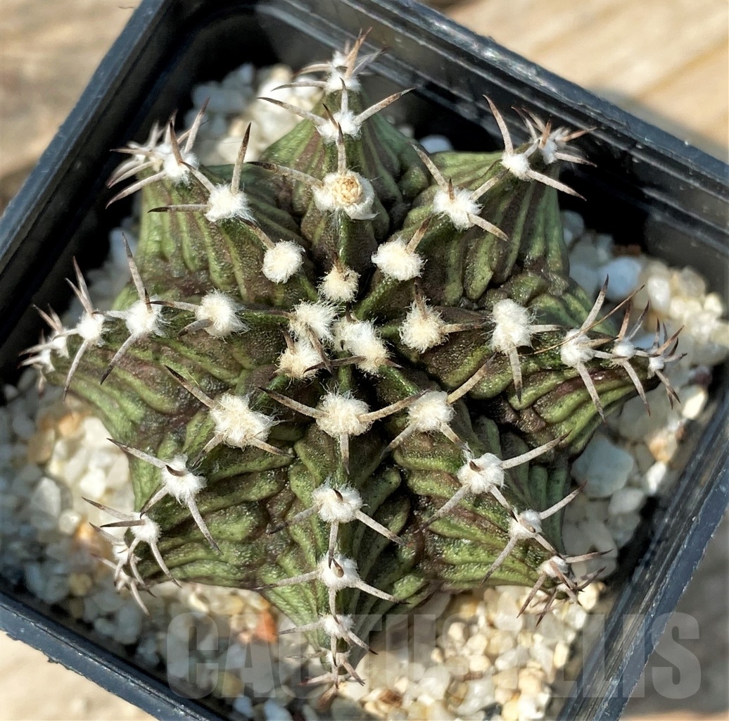 SHPR12787 Gymnocalycium mihanovichii 'T-rex' - Кактус онлайн
