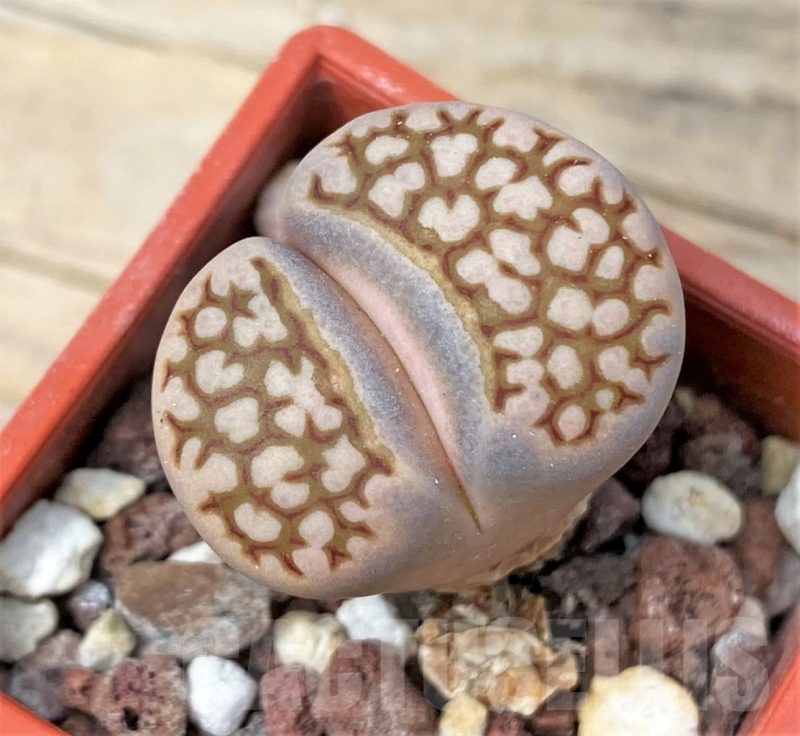 SHPR12871 Lithops julii v. fulleri – Cactus-online