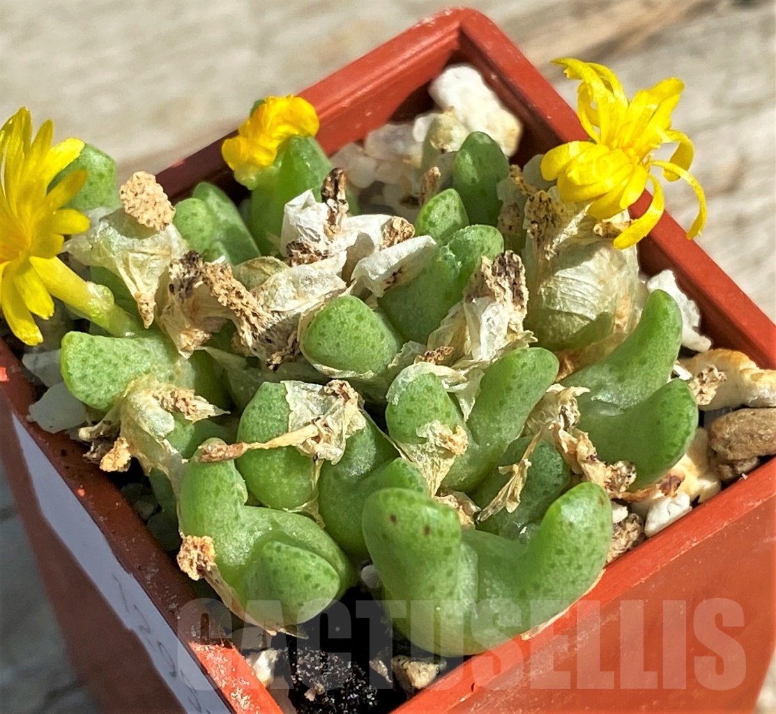 SHPR12952 Conophytum tantillum ssp. inexpectatum – Cactus-online