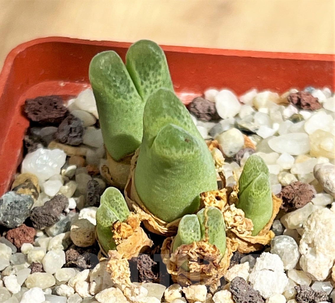 SHPR12185 Conophytum longum CR 1052 – Кактус онлайн