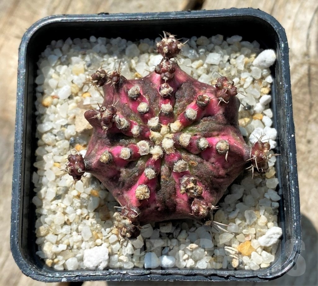 SHPR11912 Gymnocalycium mihanovichii ‘T-rex’ – Cactus-online